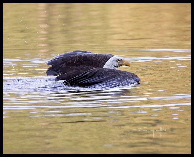 Bald Eagle swimming - FM Forums