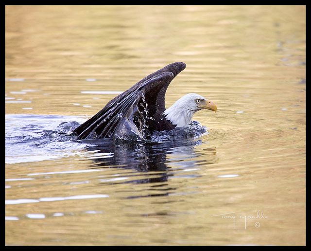 Bald Eagle swimming - FM Forums