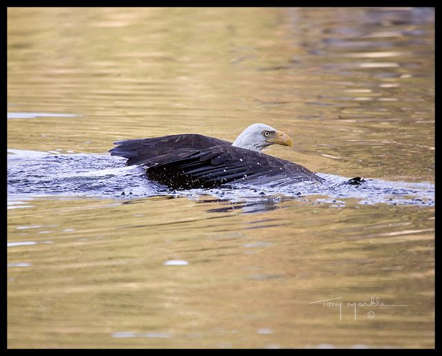 Bald Eagle swimming - FM Forums