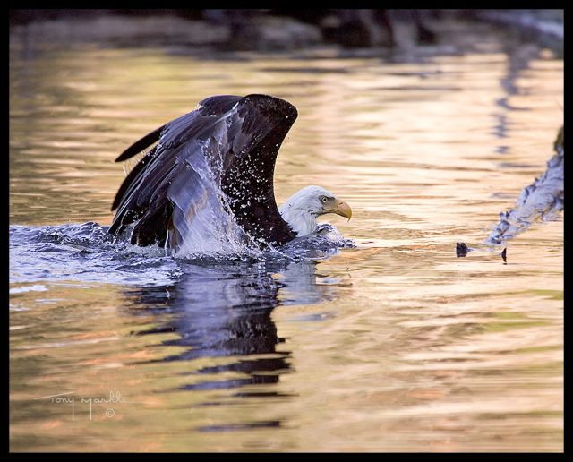 Nature & Wildlife - Photography - FM Forums