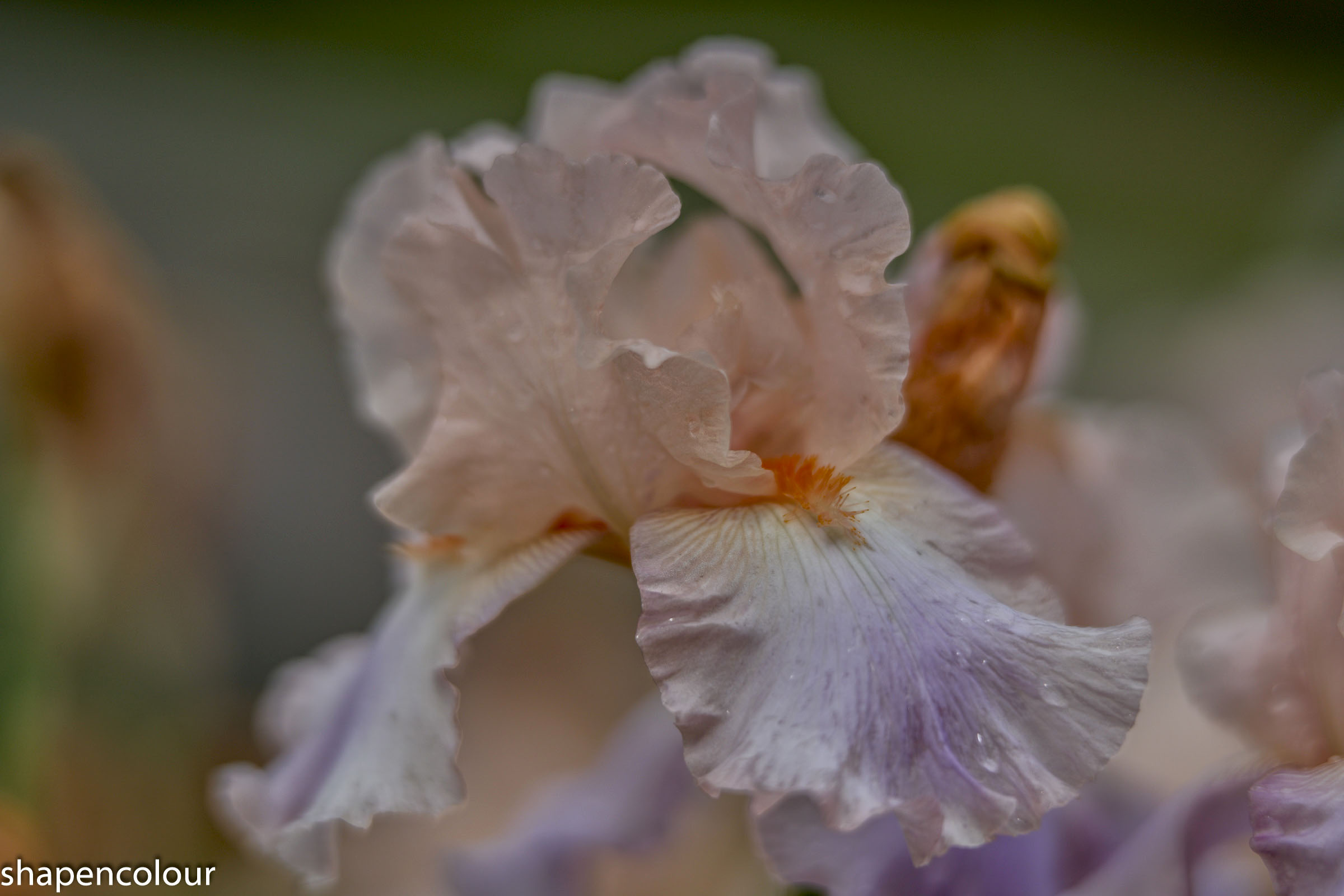 Macro & Still Life - Photography - FM Forums