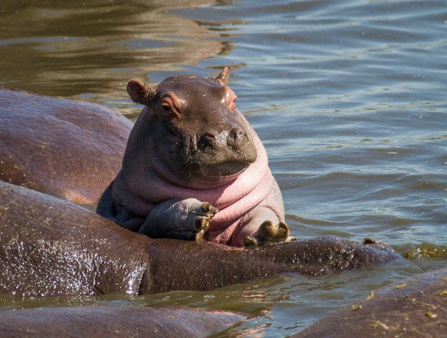 Nature & Wildlife - Photography - FM Forums
