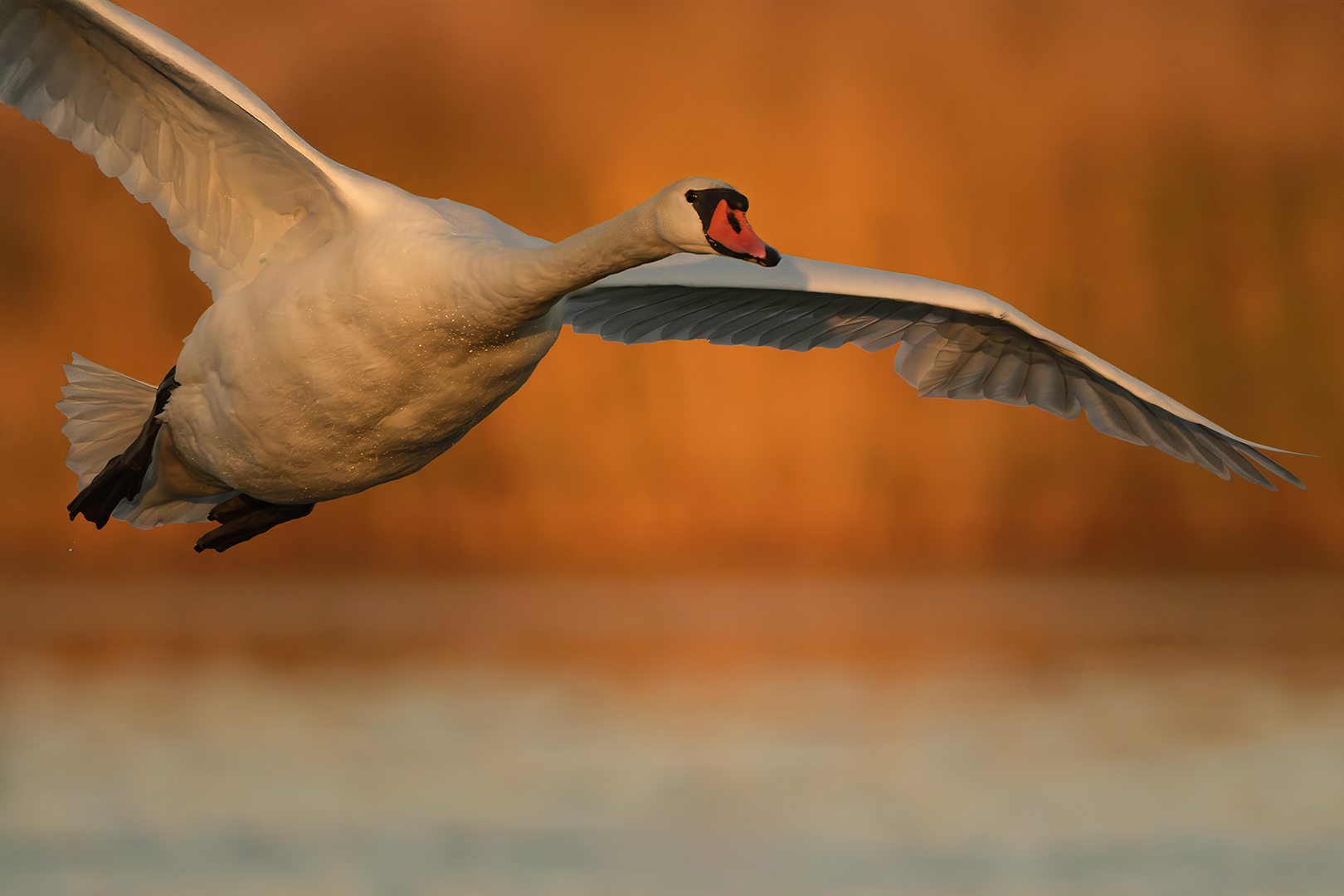 A Swan's Flight - Nature & Wildlife - Photography - FM Forums