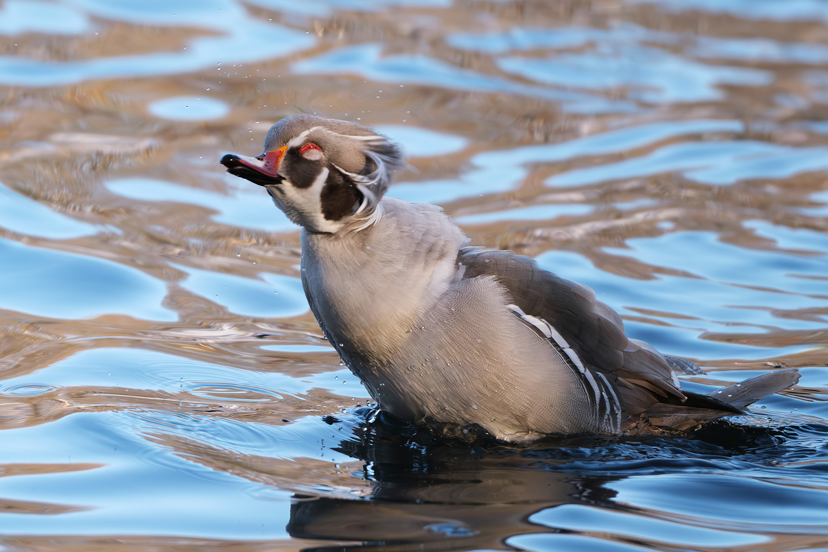 Let's dry off - Nature & Wildlife - Photography - FM Forums