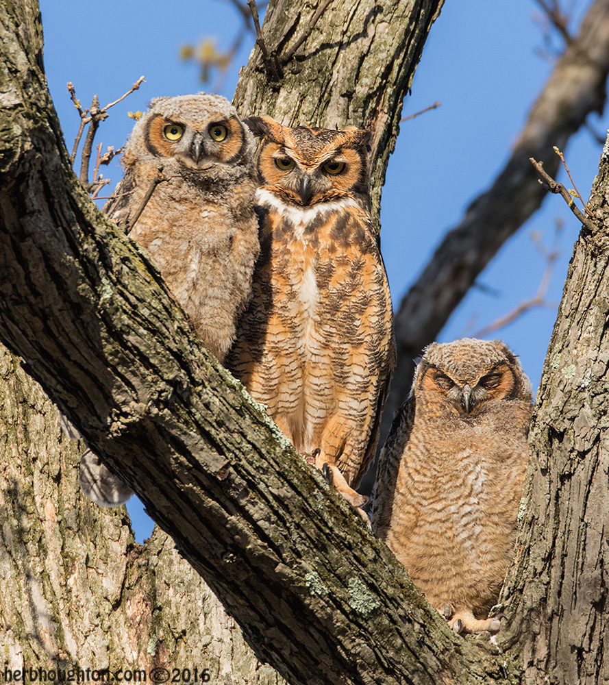 Mo' Great Horned Owls - FM Forums