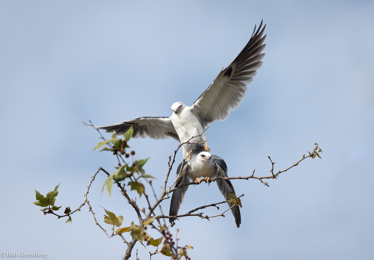 White Tailed Kite Mating and Food Transfer- Image Heavy - FM Forums