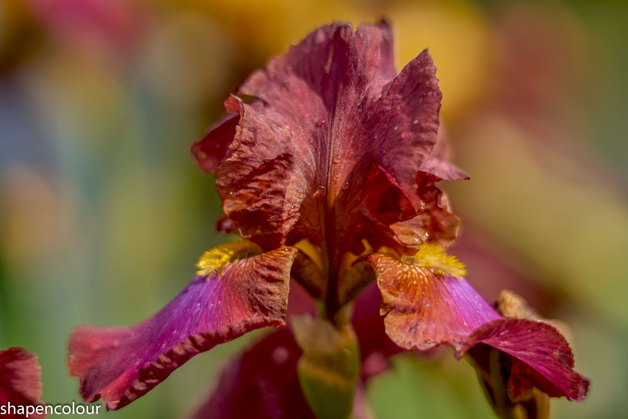 Macro & Still Life - Photography - FM Forums