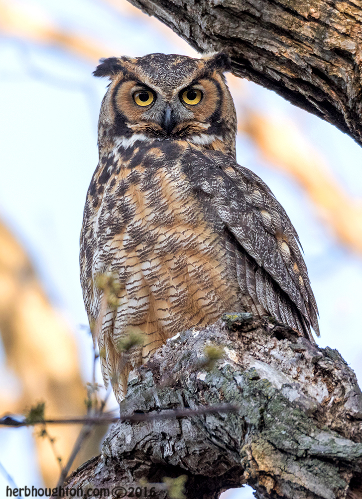 Mo' Great Horned Owls - FM Forums