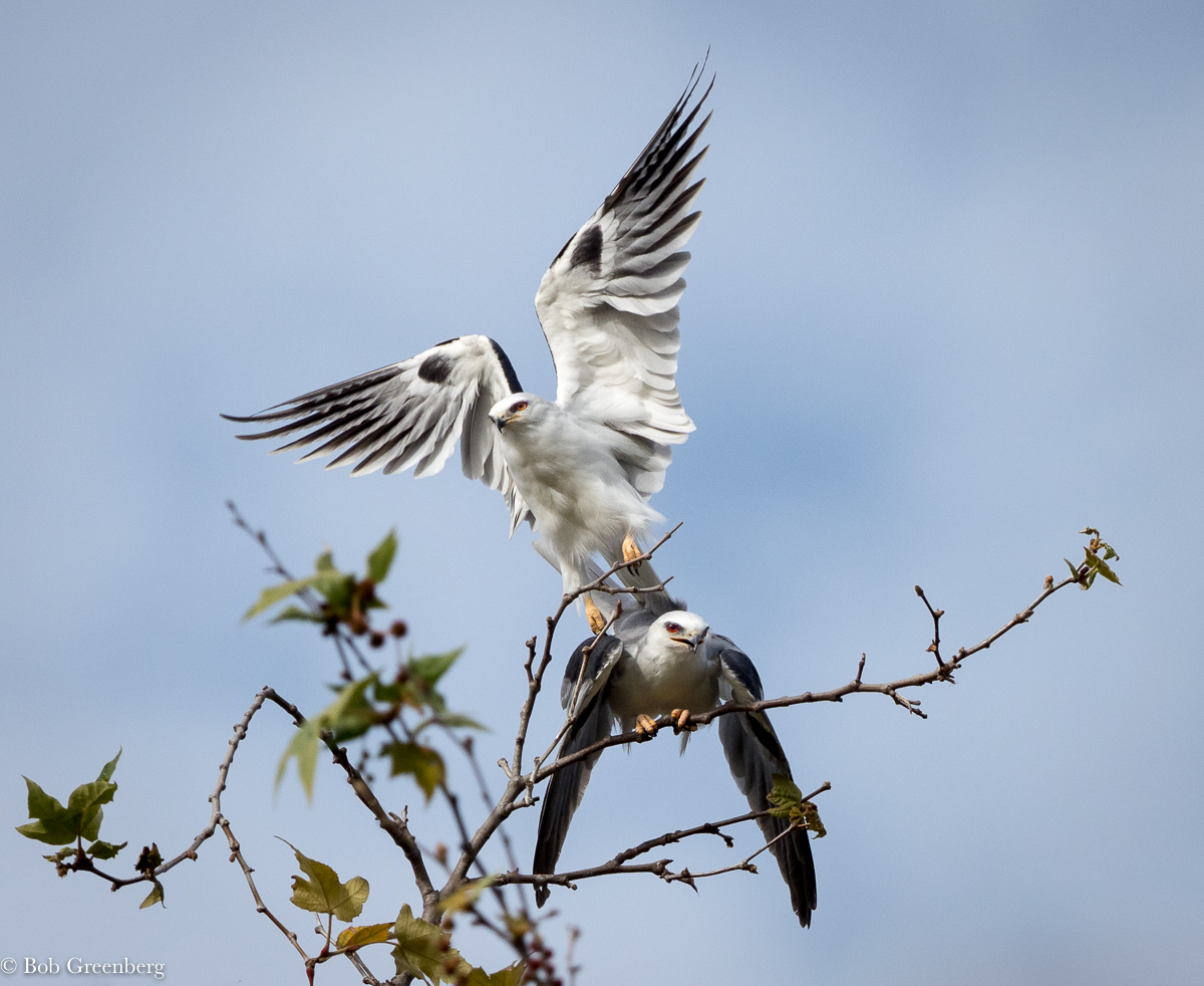 White Tailed Kite Mating and Food Transfer- Image Heavy - FM Forums