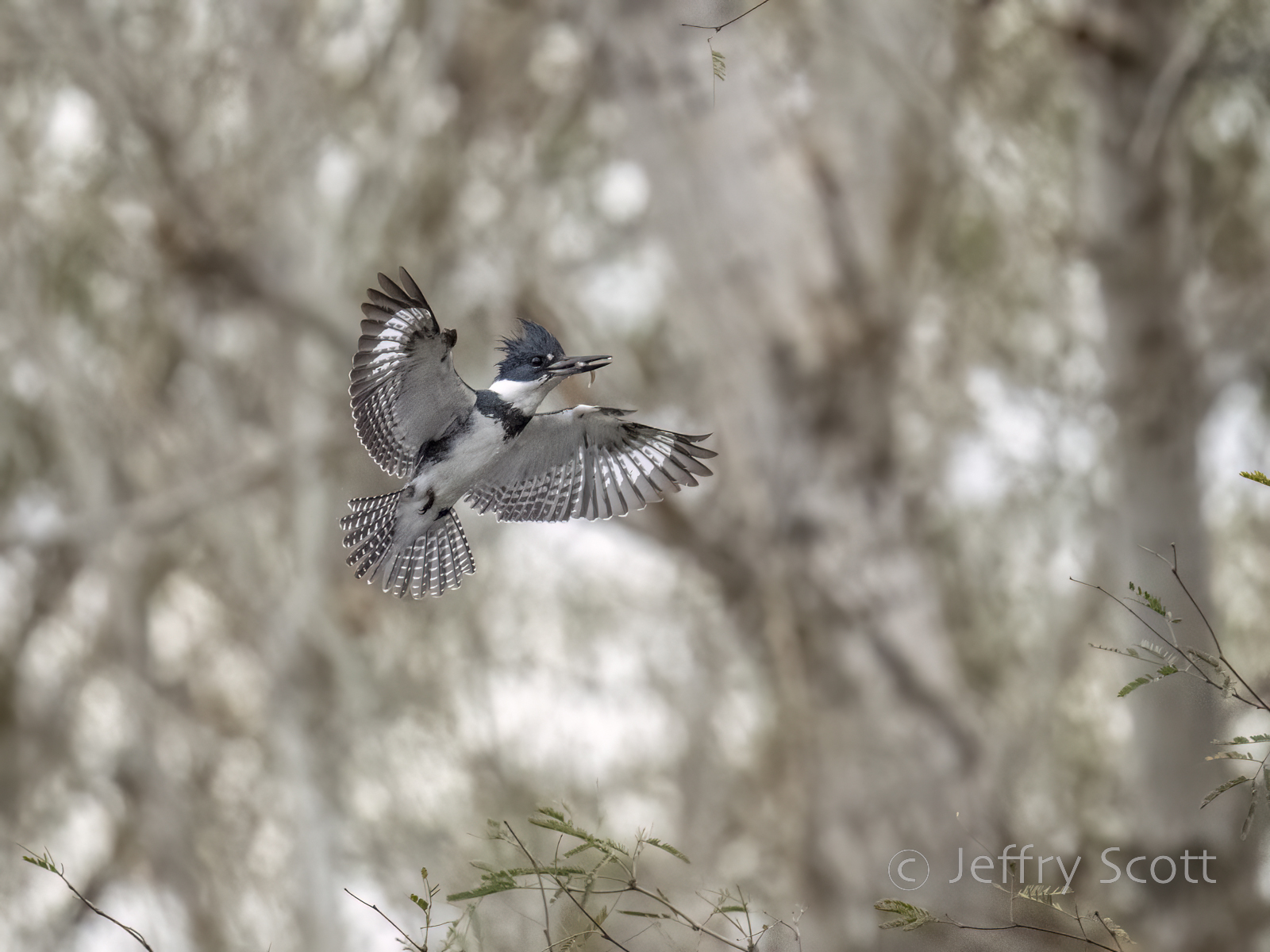 Belted kingfisher prepping for migration north - FM Forums