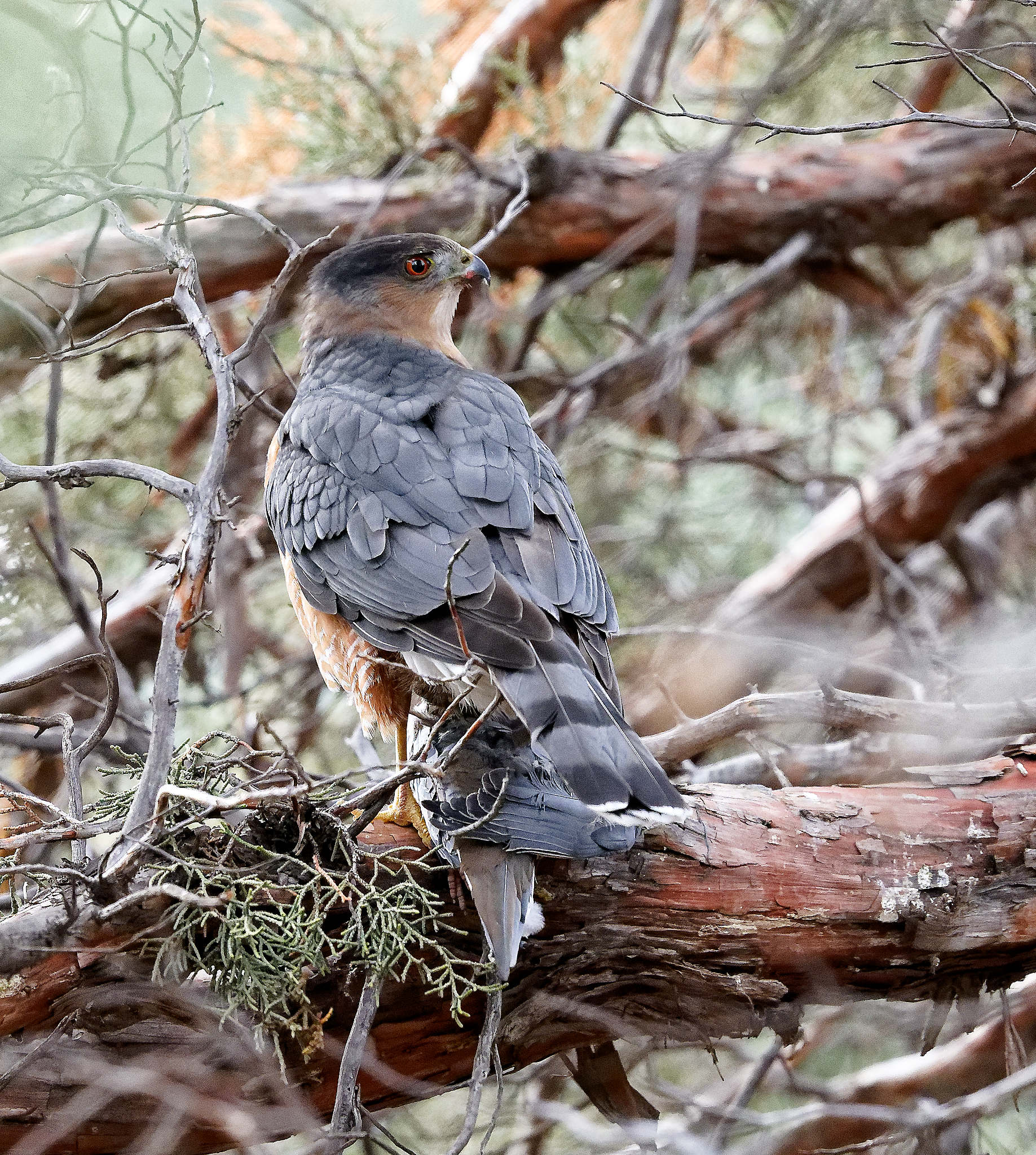 Nature & Wildlife - Photography - FM Forums