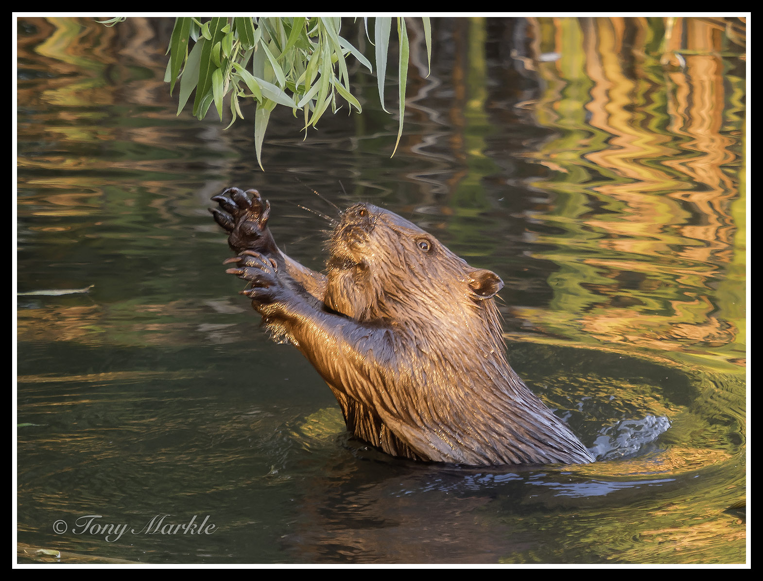 The beaver stretch - Nature & Wildlife - Photography - FM Forums