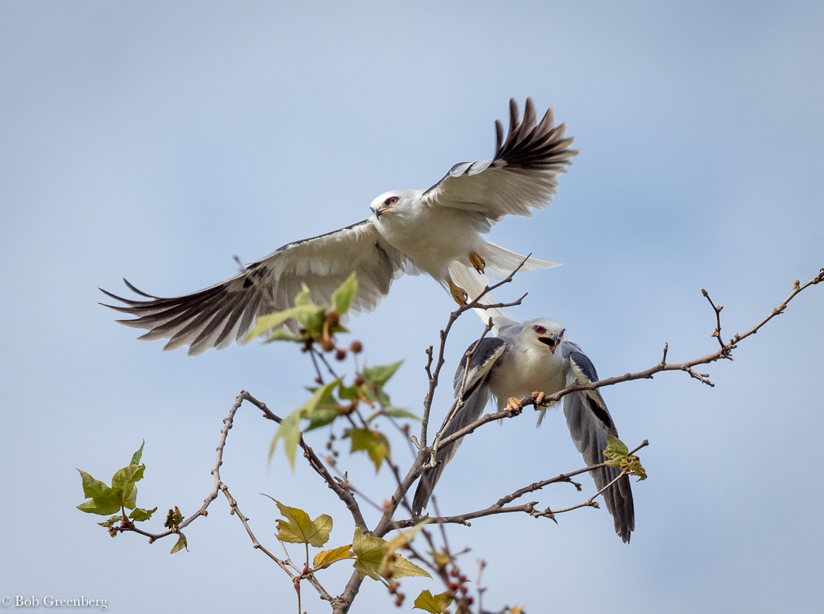 White Tailed Kite Mating and Food Transfer- Image Heavy - FM Forums