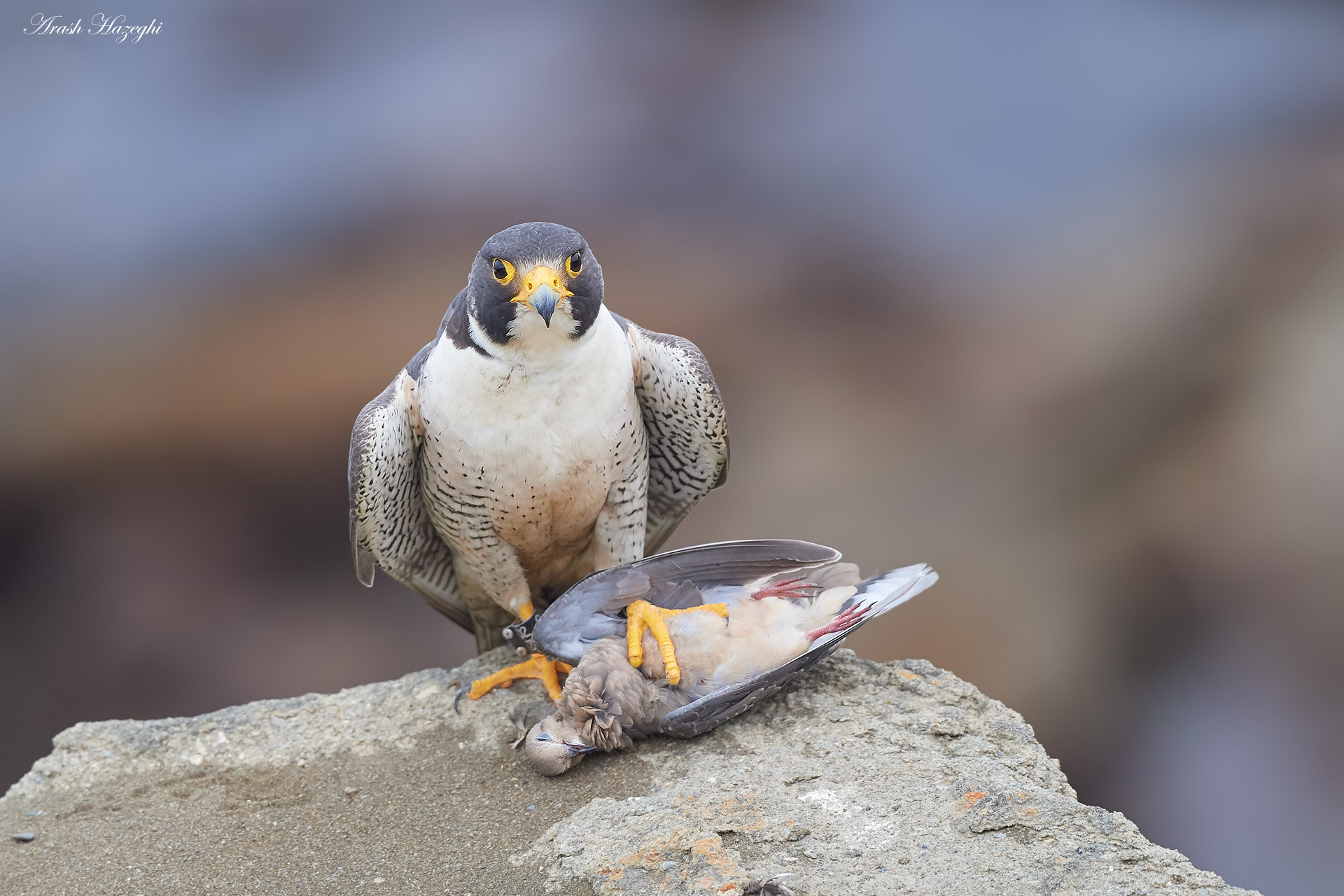 Falcon and prey - FM Forums