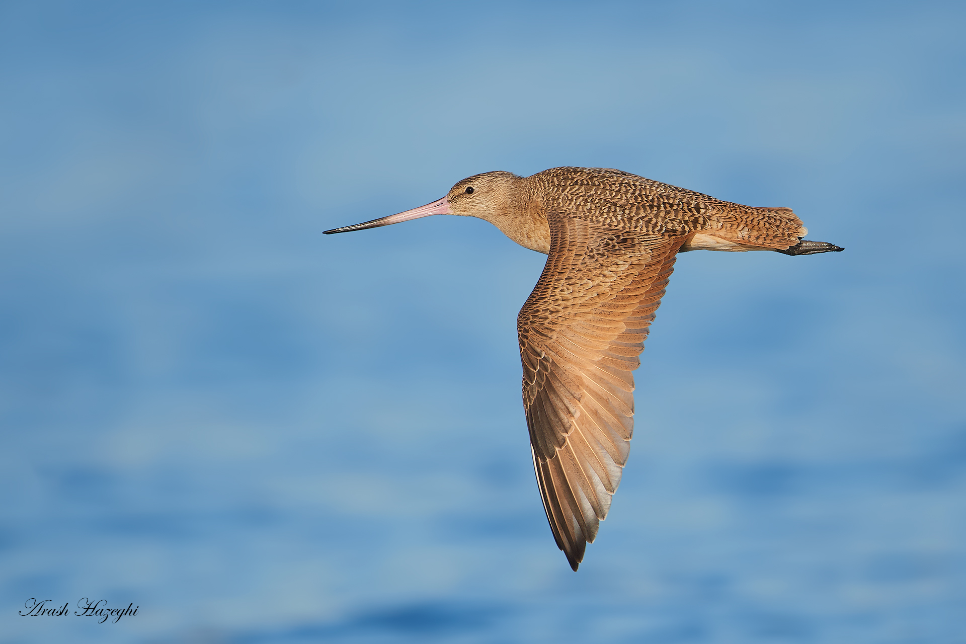 Godwit in last light - FM Forums
