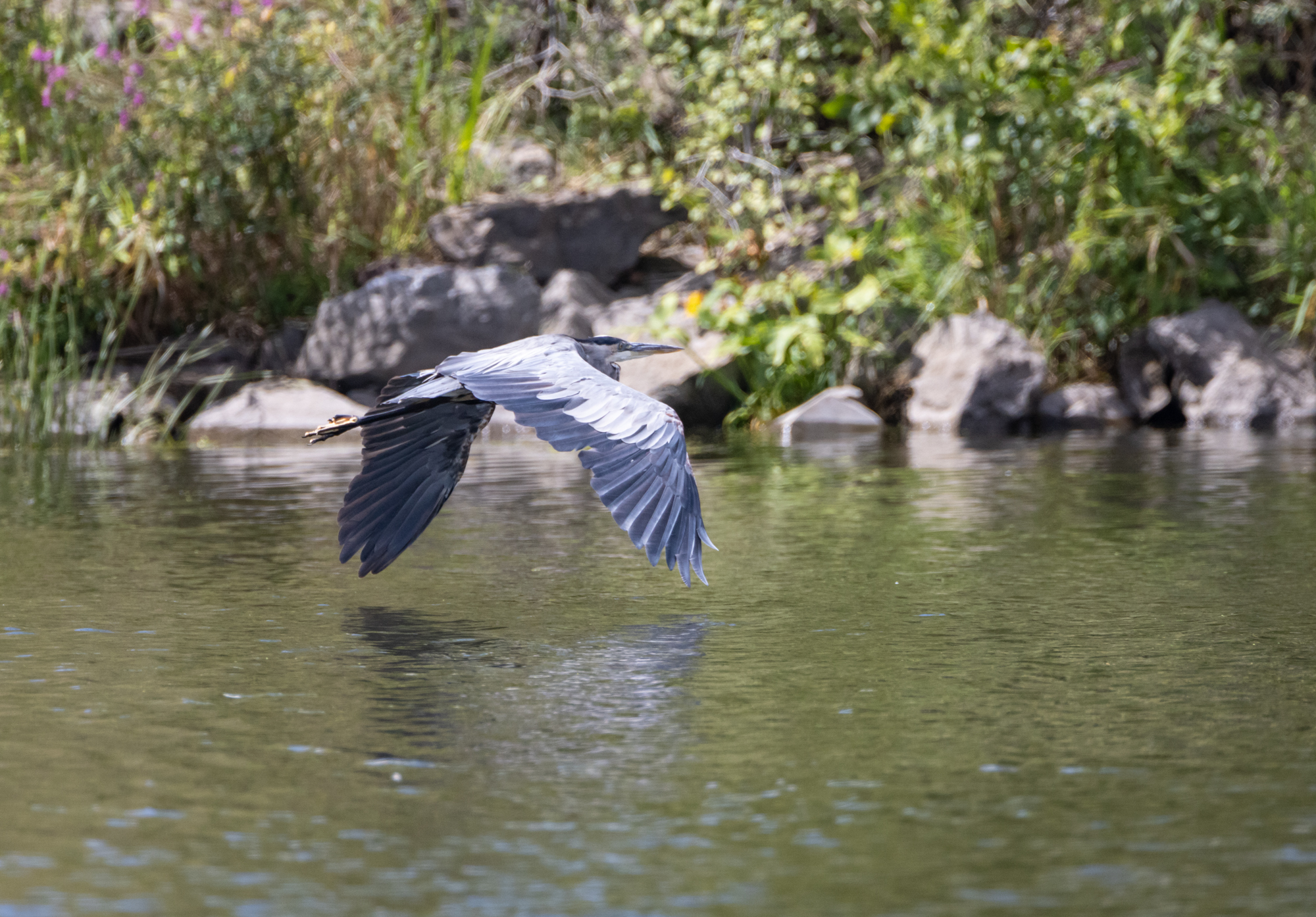 Nature & Wildlife - Photography - FM Forums