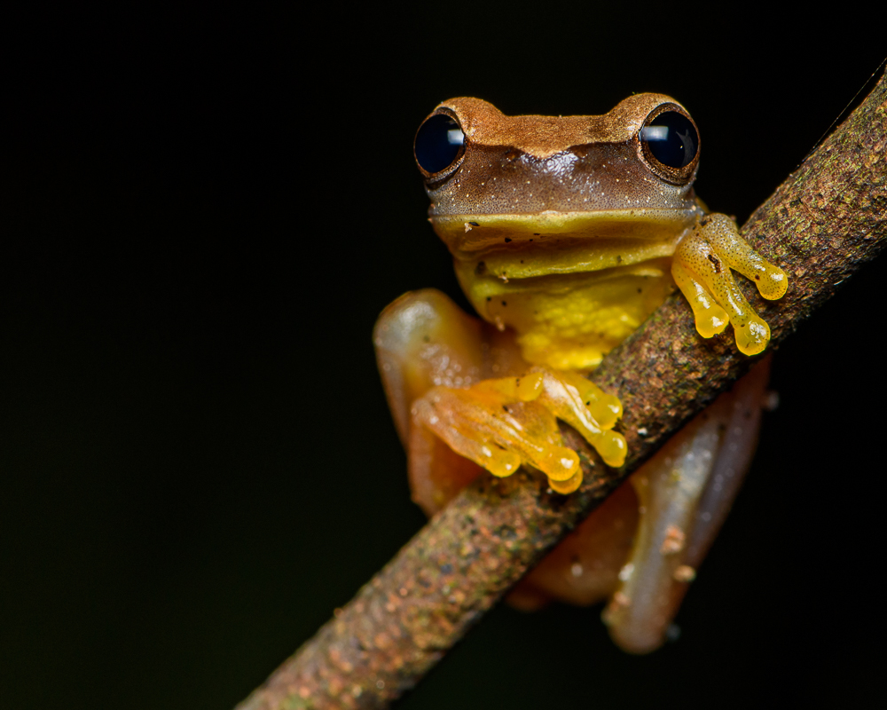 Nature & Wildlife - Photography - FM Forums