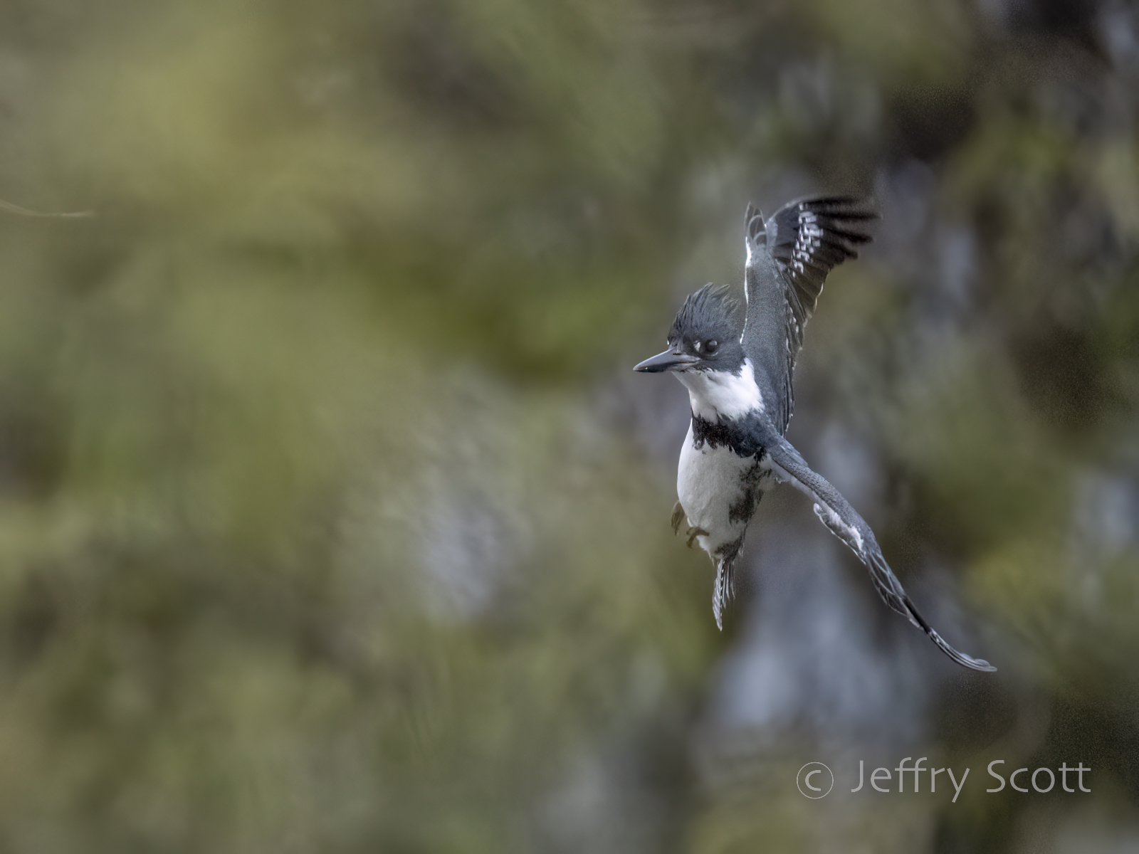 Belted kingfisher prepping for migration north - FM Forums
