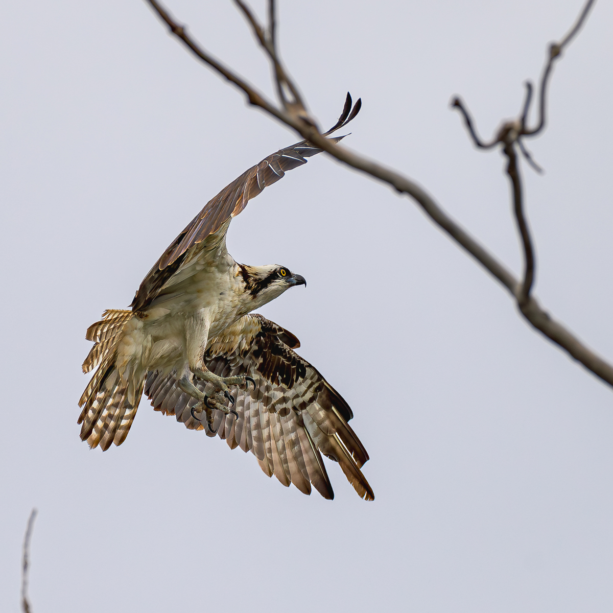 Nature & Wildlife - Photography - FM Forums