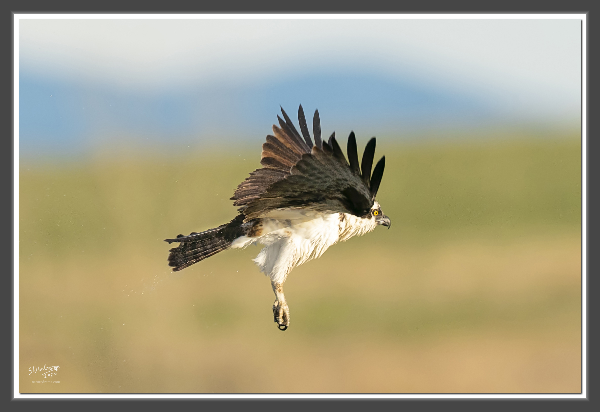Osprey Colorado - FM Forums