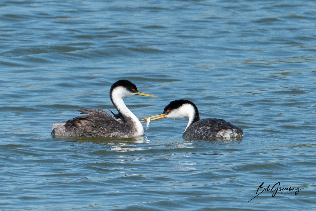 Nature & Wildlife - Photography - FM Forums