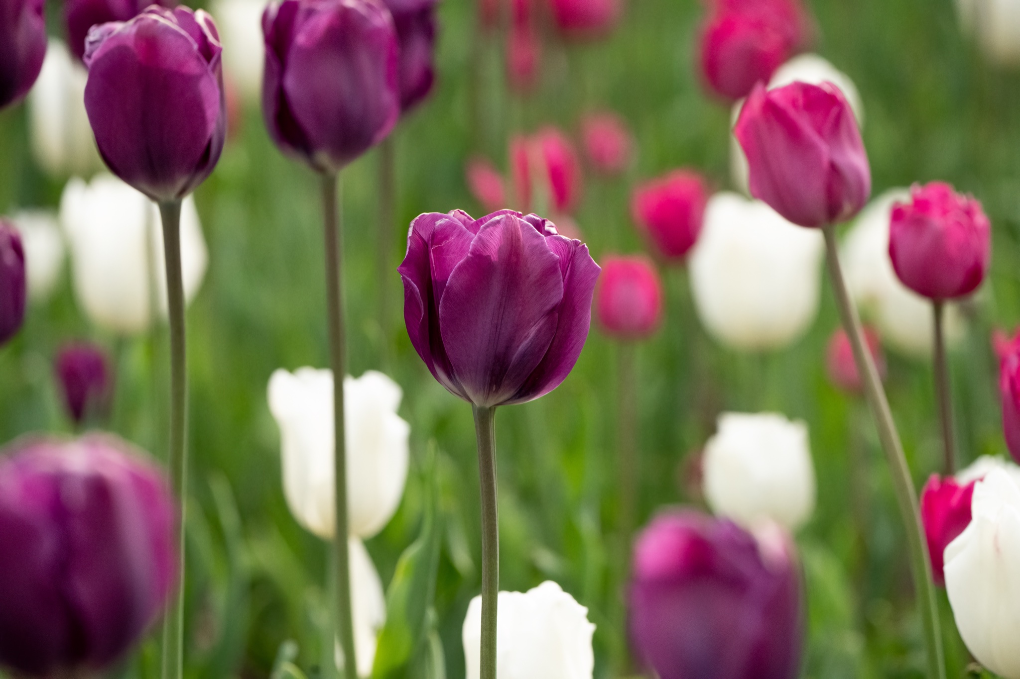 Tulip and Poppies A1 100-400 - FM Forums