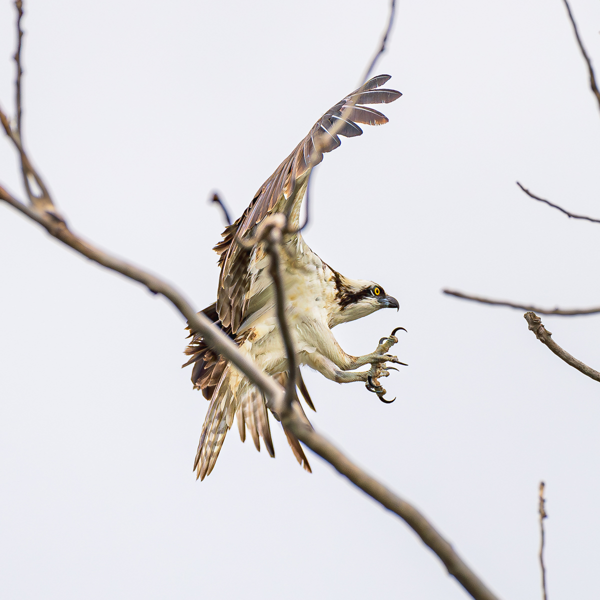 Nature & Wildlife - Photography - FM Forums