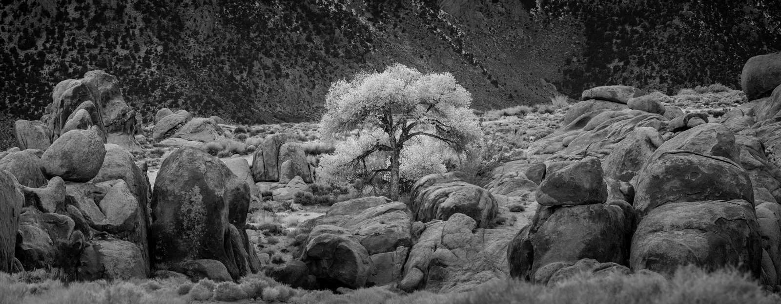 Lone Tree - Alabama Hills - Landscape Photographer - Photography - FM ...