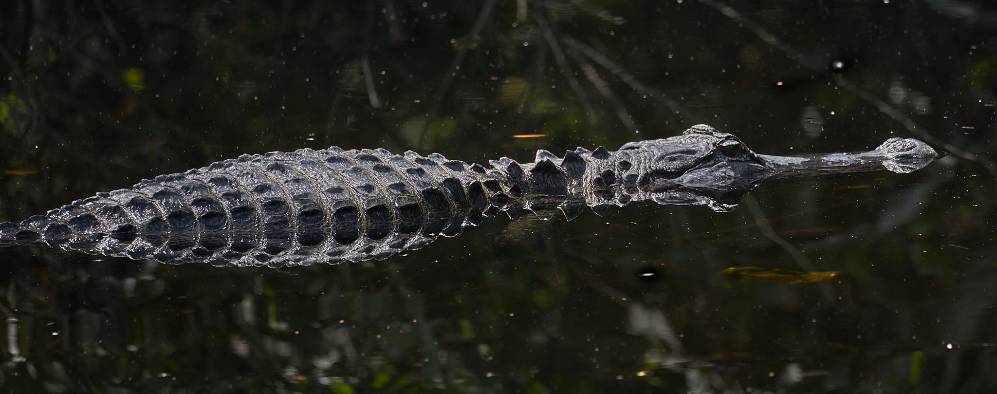Nature & Wildlife - Photography - FM Forums