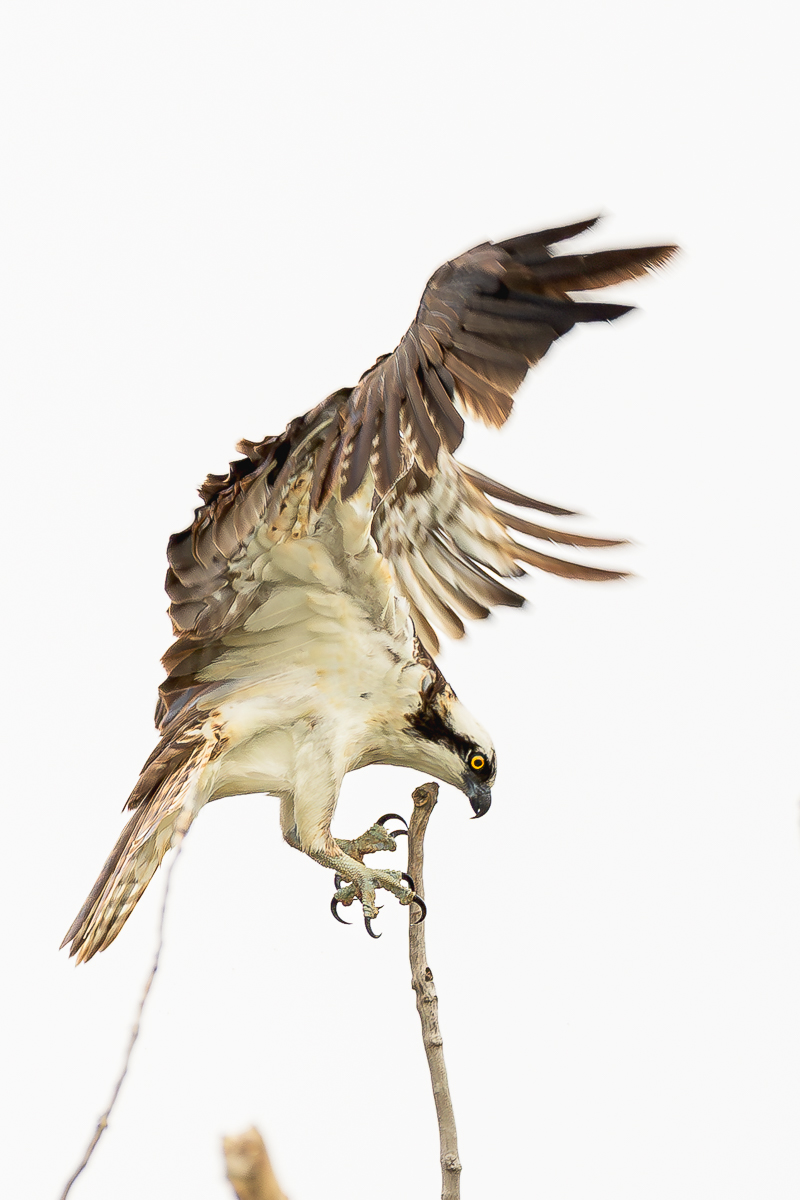 Nature & Wildlife - Photography - FM Forums