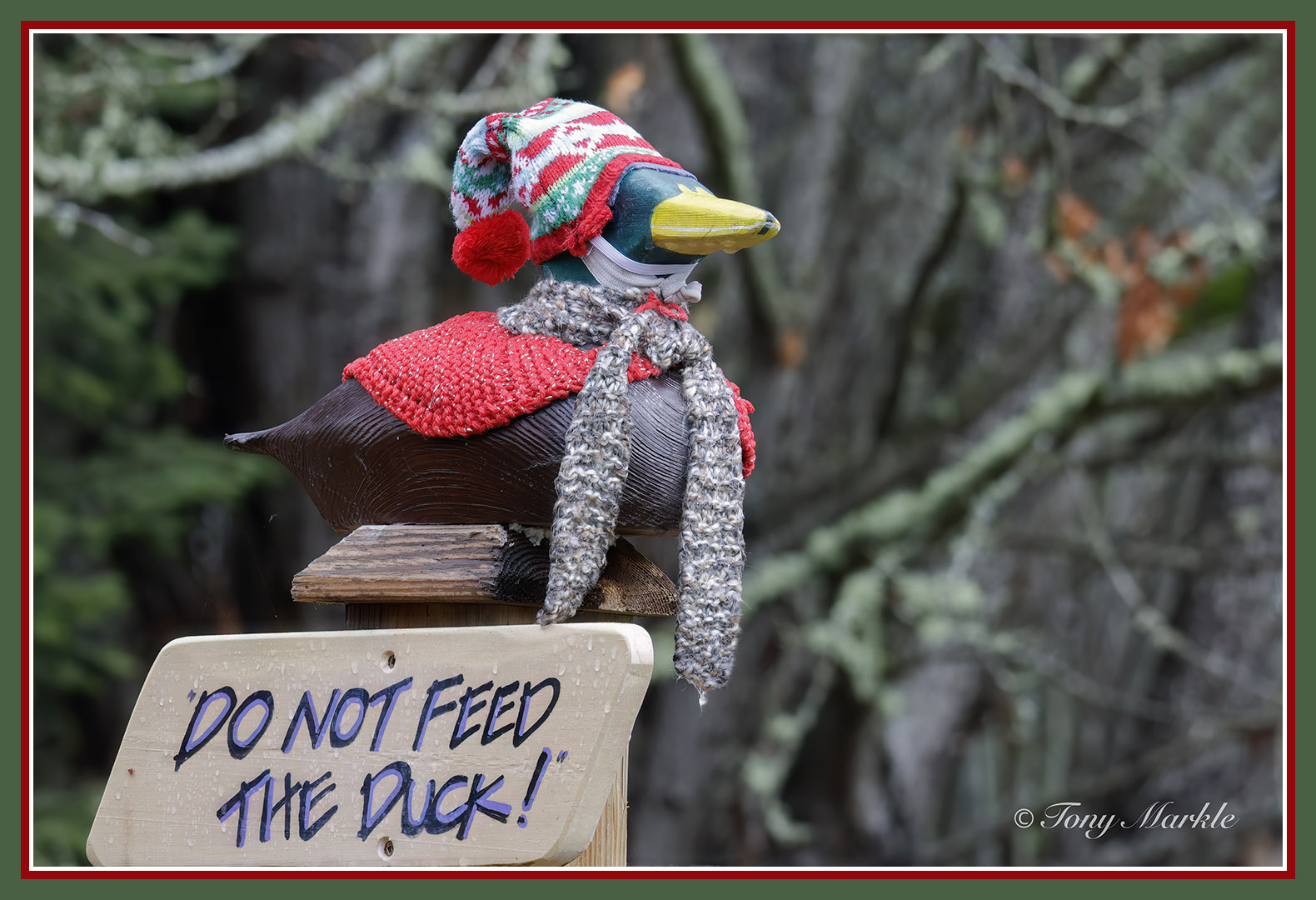 Nature & Wildlife - Photography - FM Forums