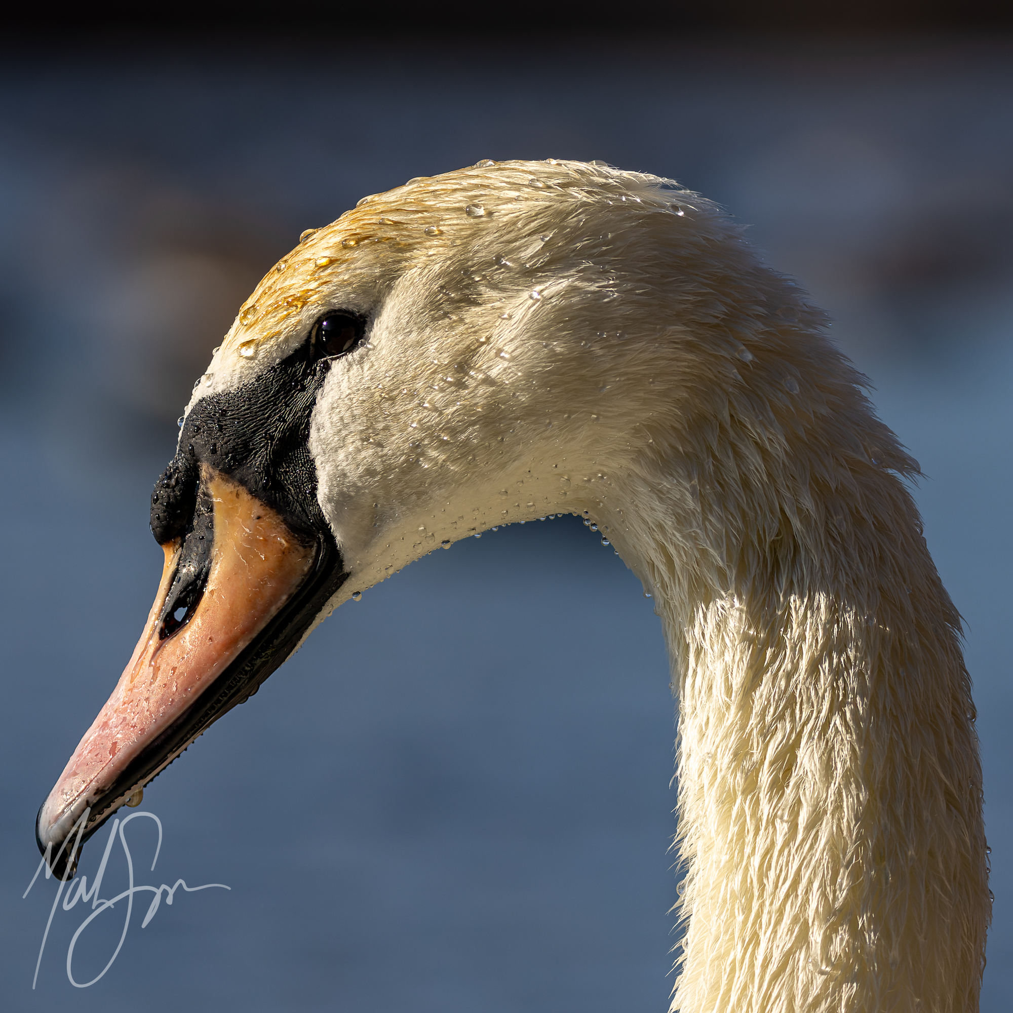 Nature & Wildlife - Photography - FM Forums