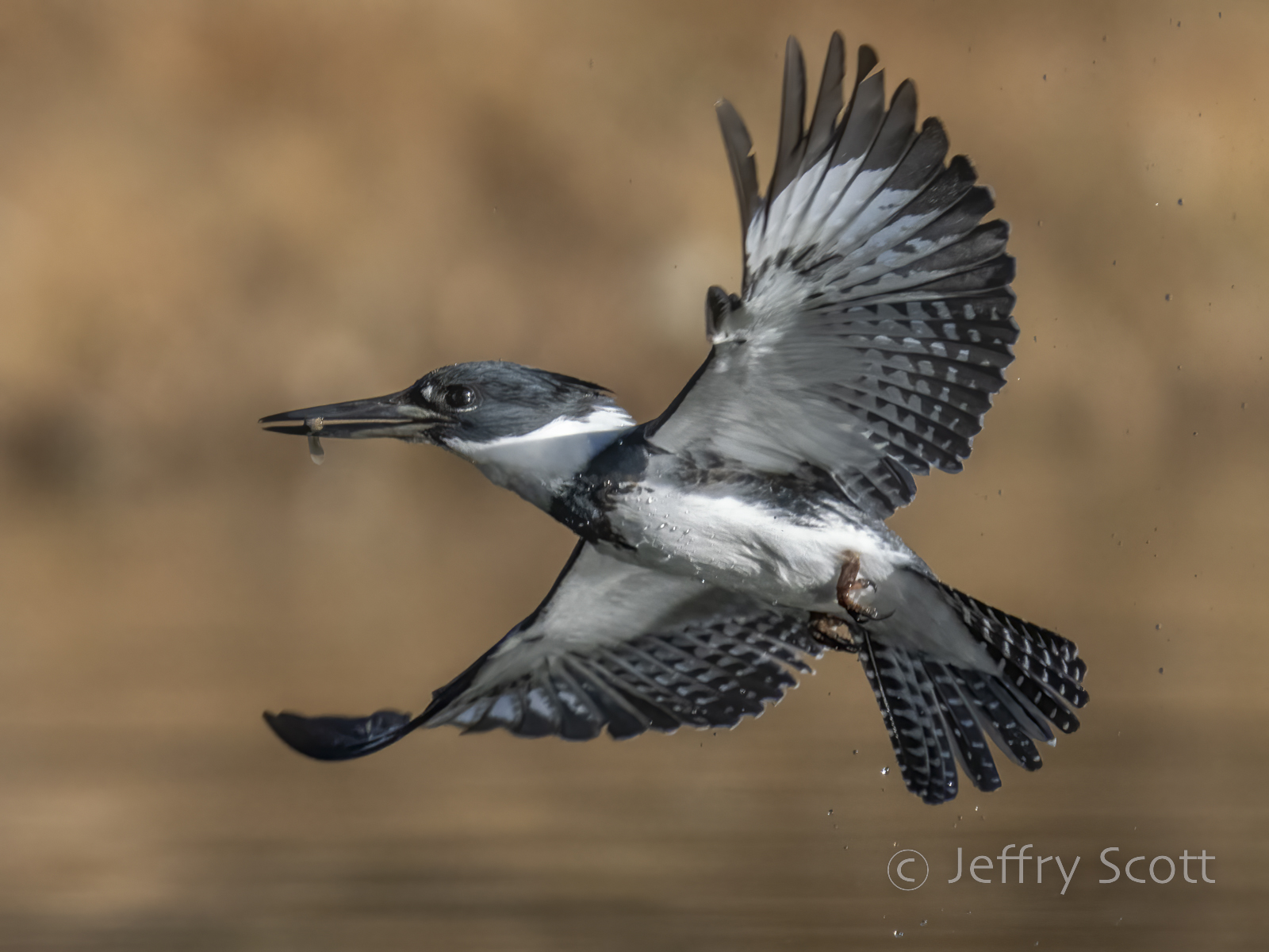 Belted kingfisher prepping for migration north - FM Forums