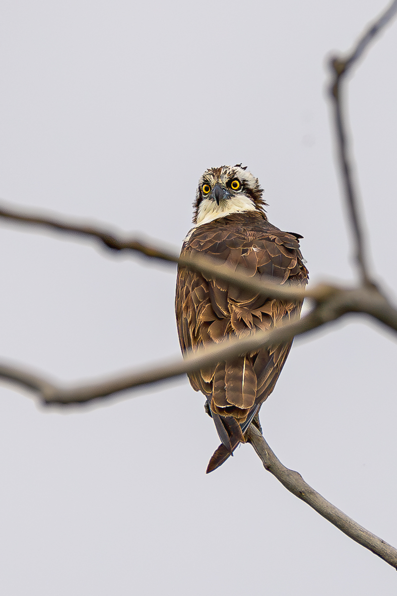 Nature & Wildlife - Photography - FM Forums