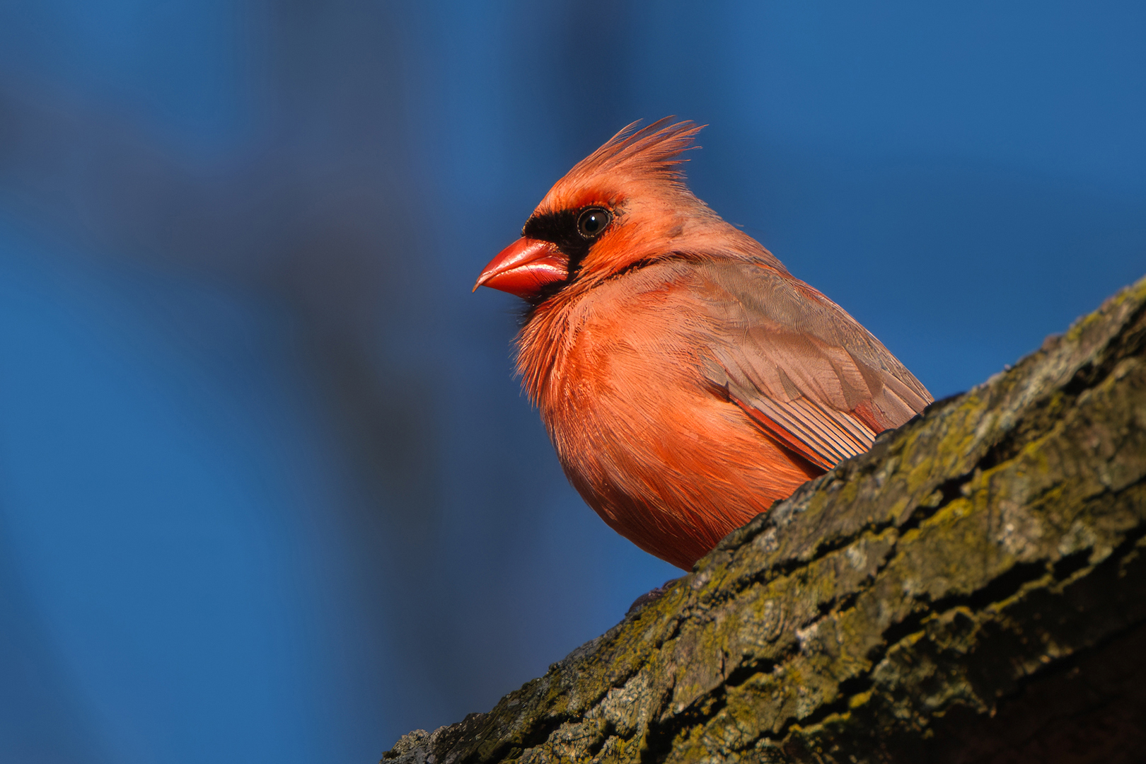 Northern Cardinals - Nature & Wildlife - Photography - FM Forums
