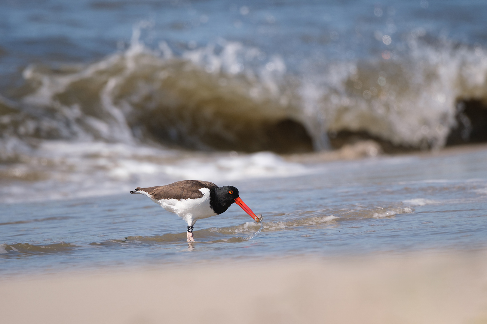 Nickerson Beach assortment - Nature & Wildlife - Photography - FM Forums