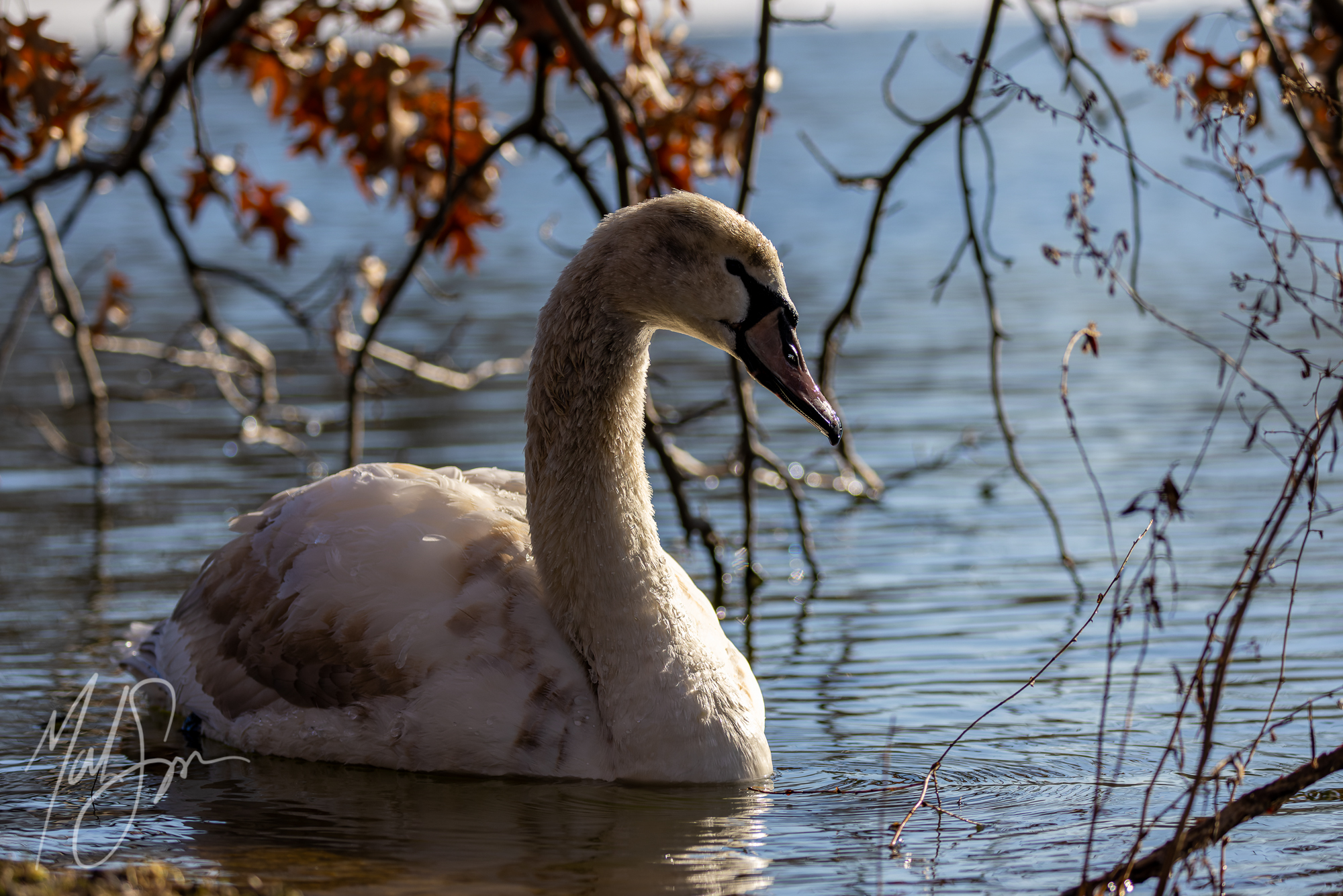 Nature & Wildlife - Photography - FM Forums