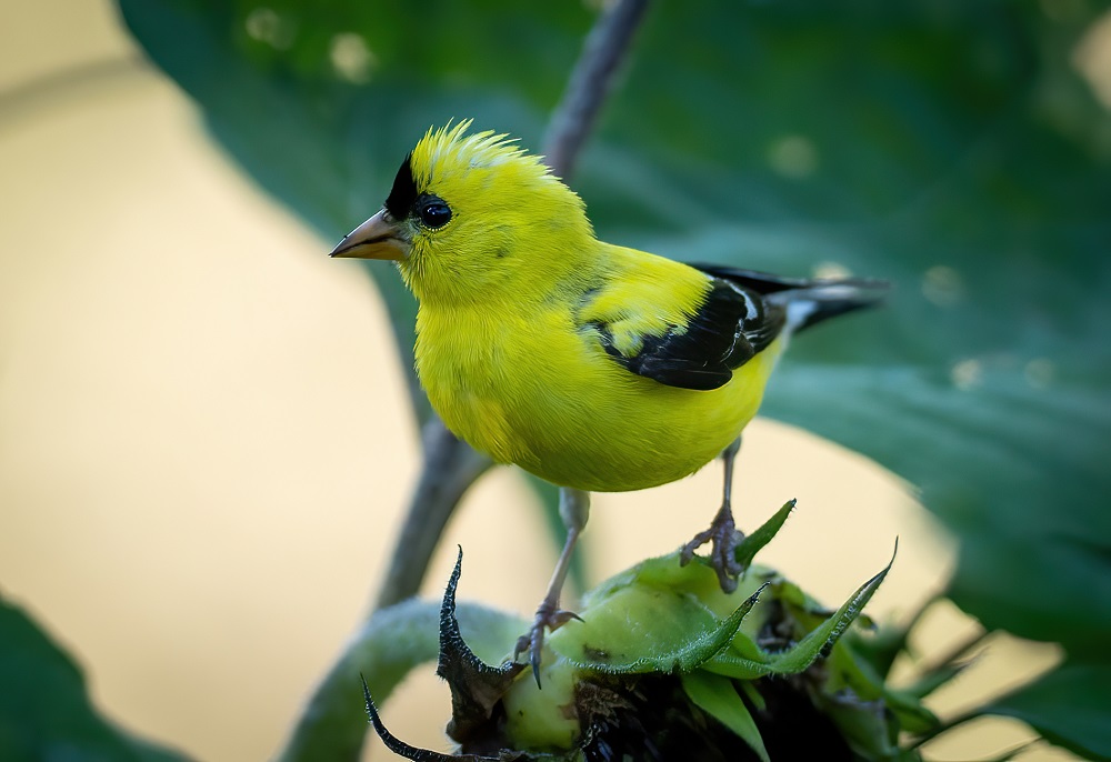 Mr. & Mrs. Goldfinch Come to Dinner - FM Forums