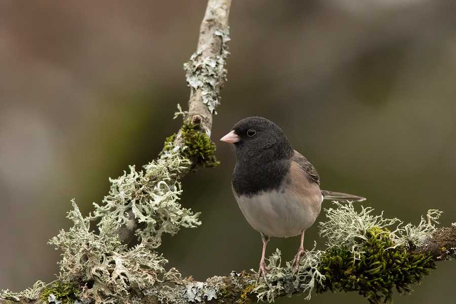 My Backyard Bird Studio - with pictures - FM Forums