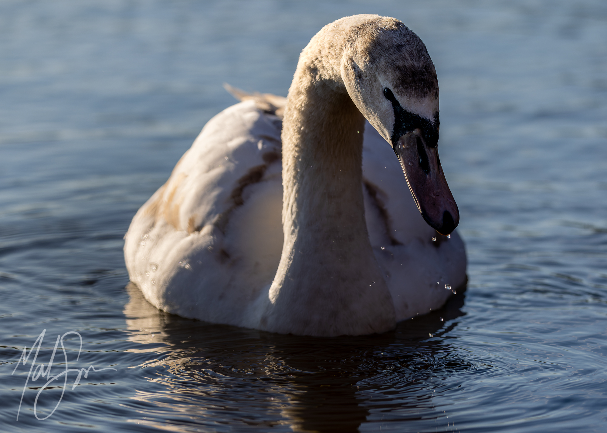 Nature & Wildlife - Photography - FM Forums