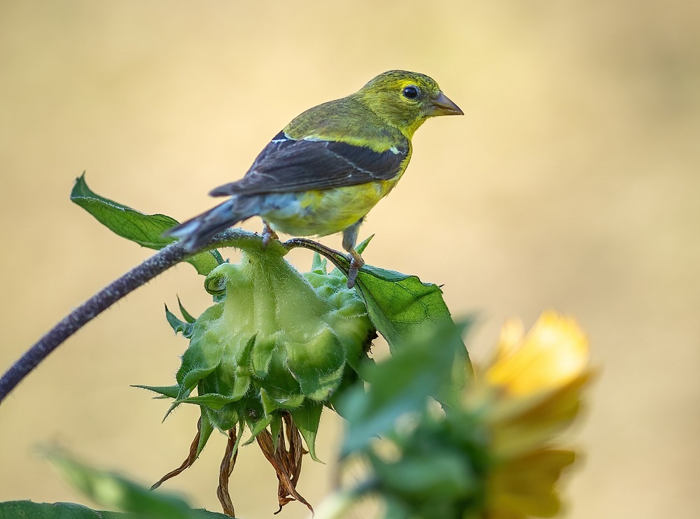 Mr. & Mrs. Goldfinch Come to Dinner - FM Forums