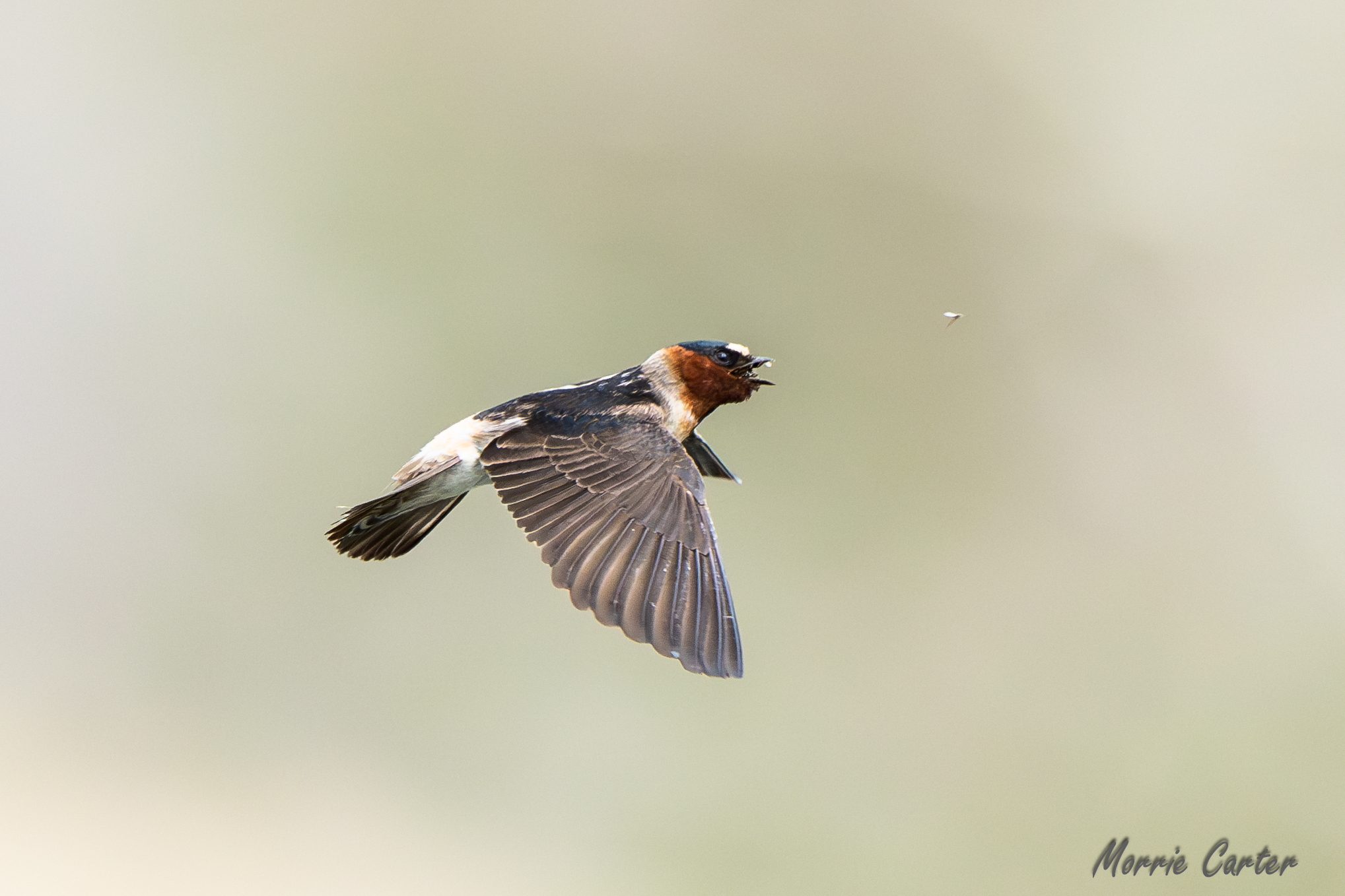 Nature & Wildlife - Photography - FM Forums
