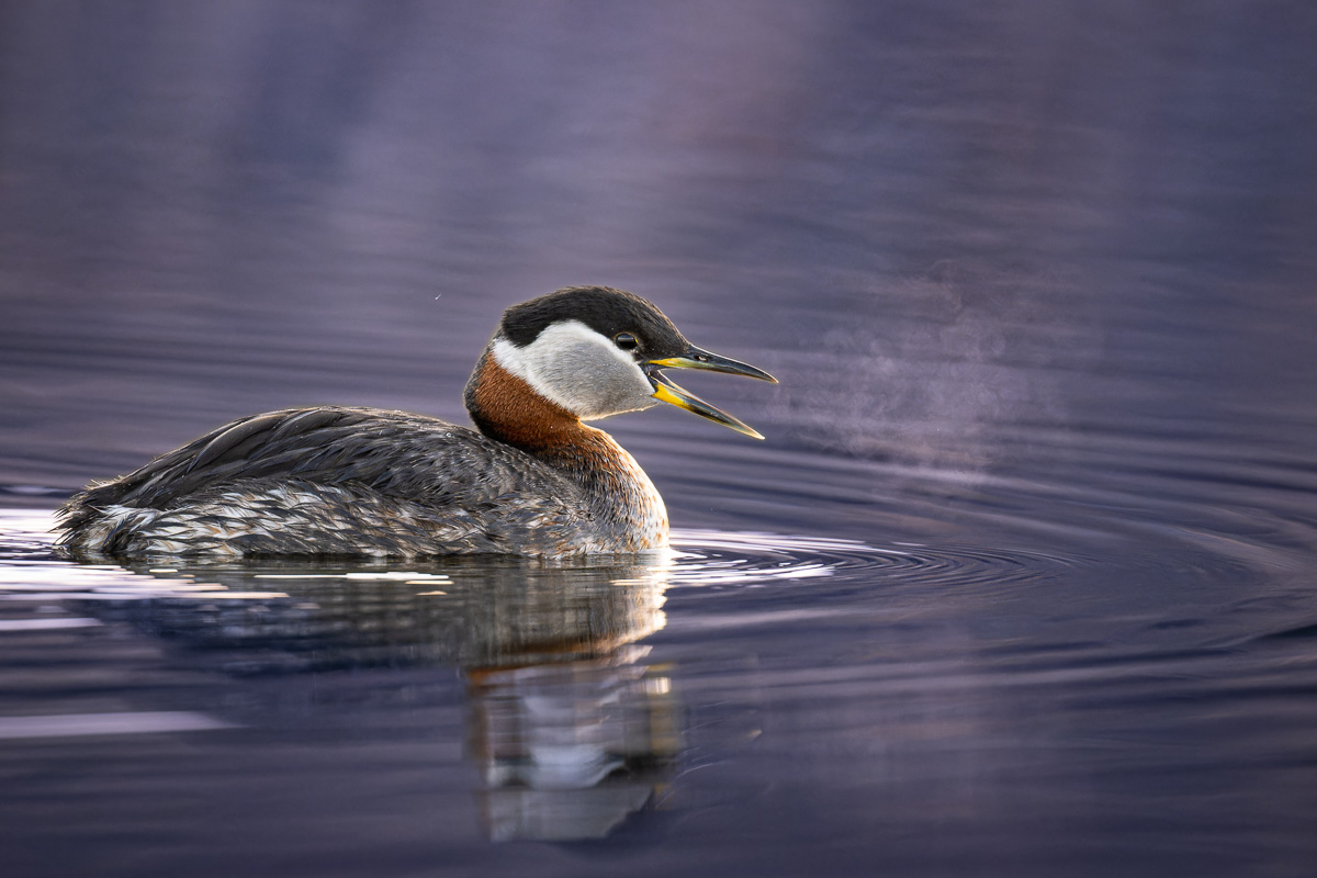 Nature & Wildlife - Photography - FM Forums