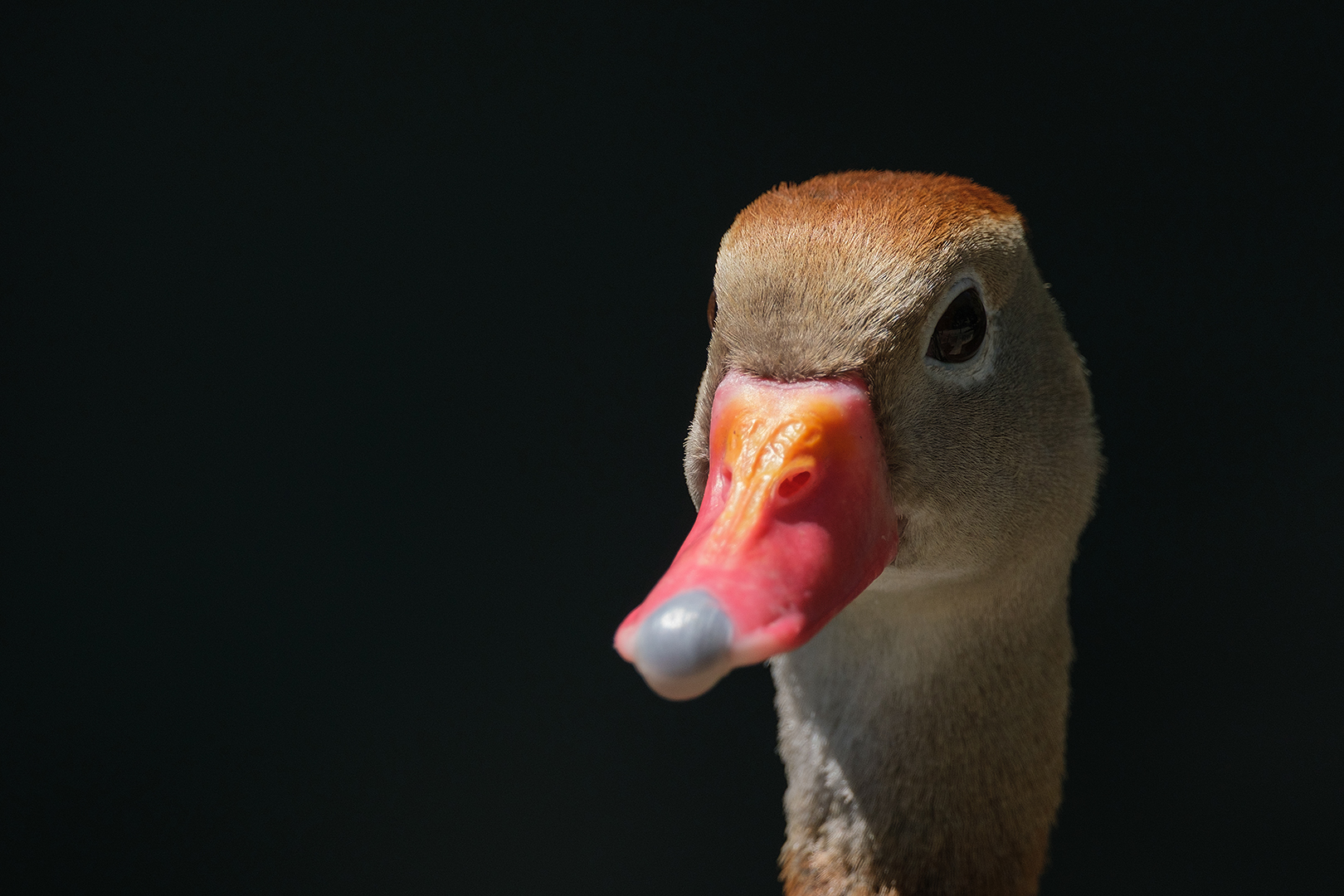 Nature & Wildlife - Photography - FM Forums