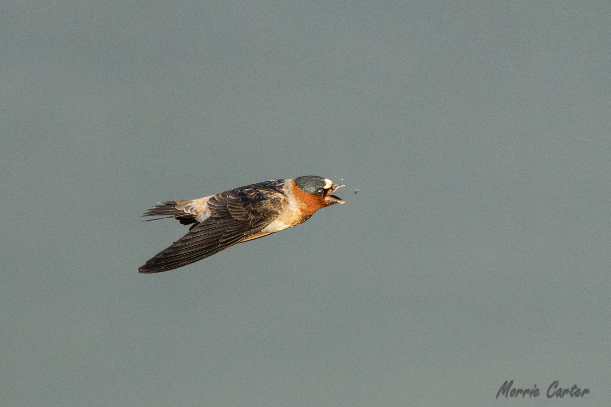 Nature & Wildlife - Photography - FM Forums