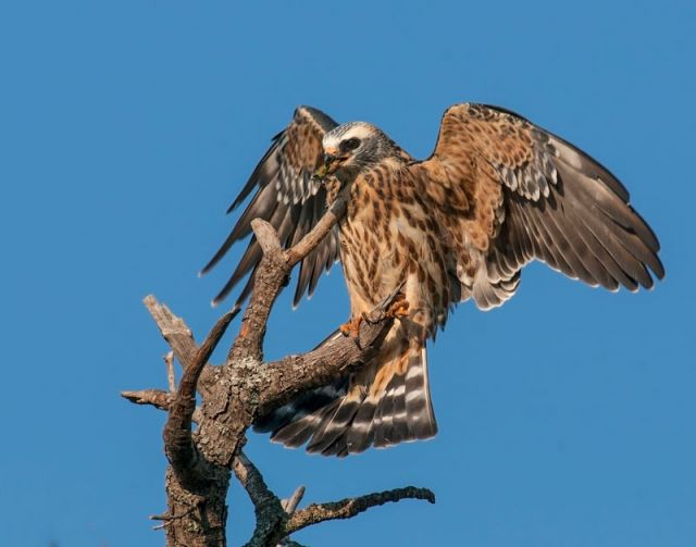 Nature & Wildlife - Photography - FM Forums