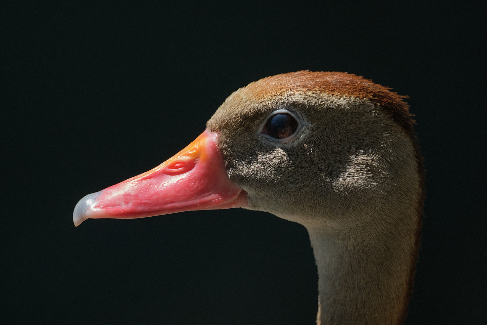 Nature & Wildlife - Photography - FM Forums