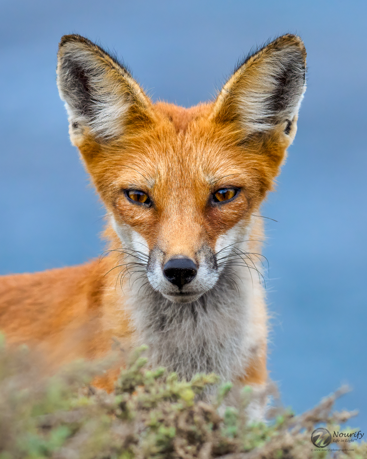 Wild Urban Fox - Nature & Wildlife - Photography - FM Forums