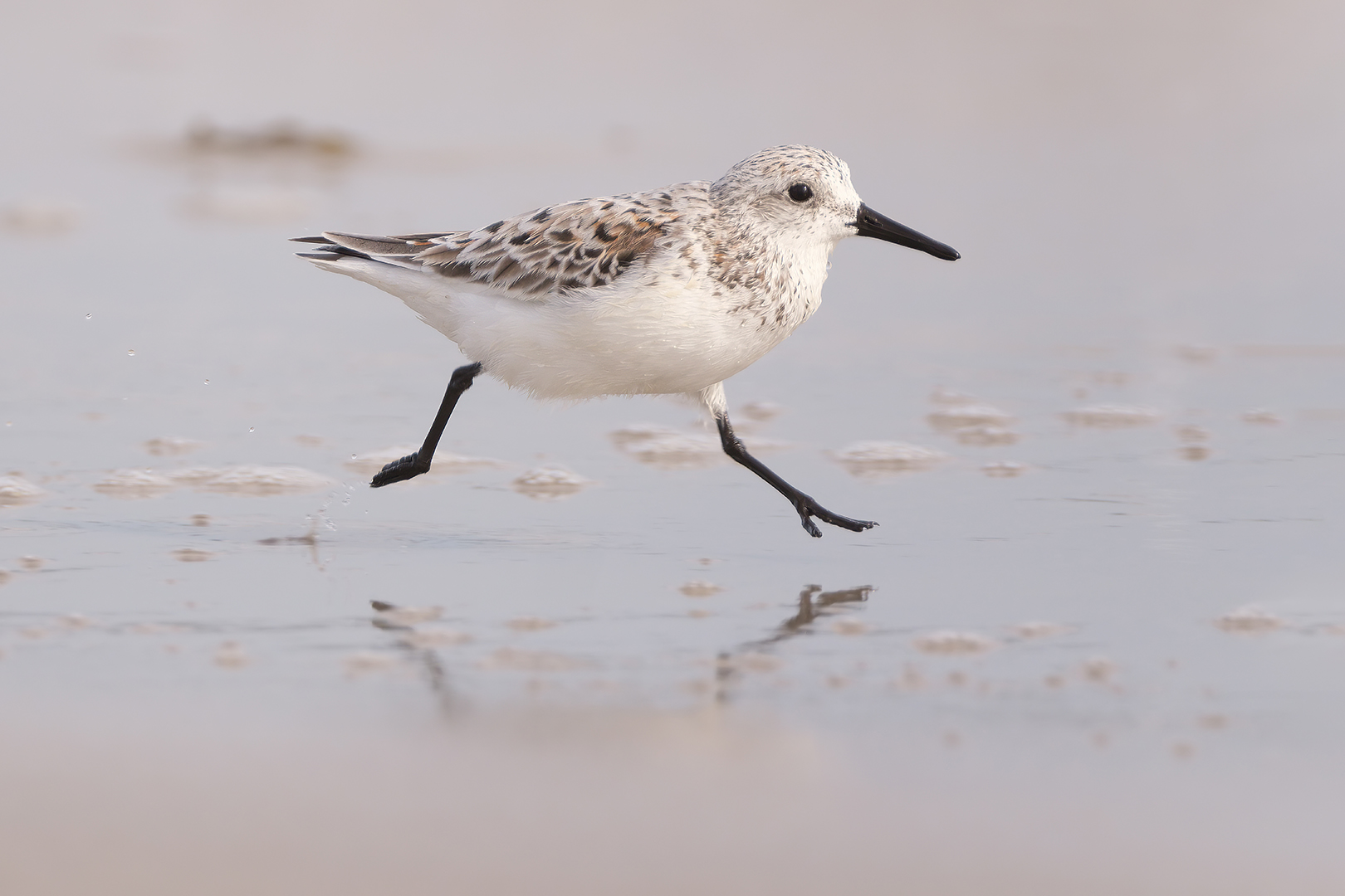 Nature & Wildlife - Photography - FM Forums