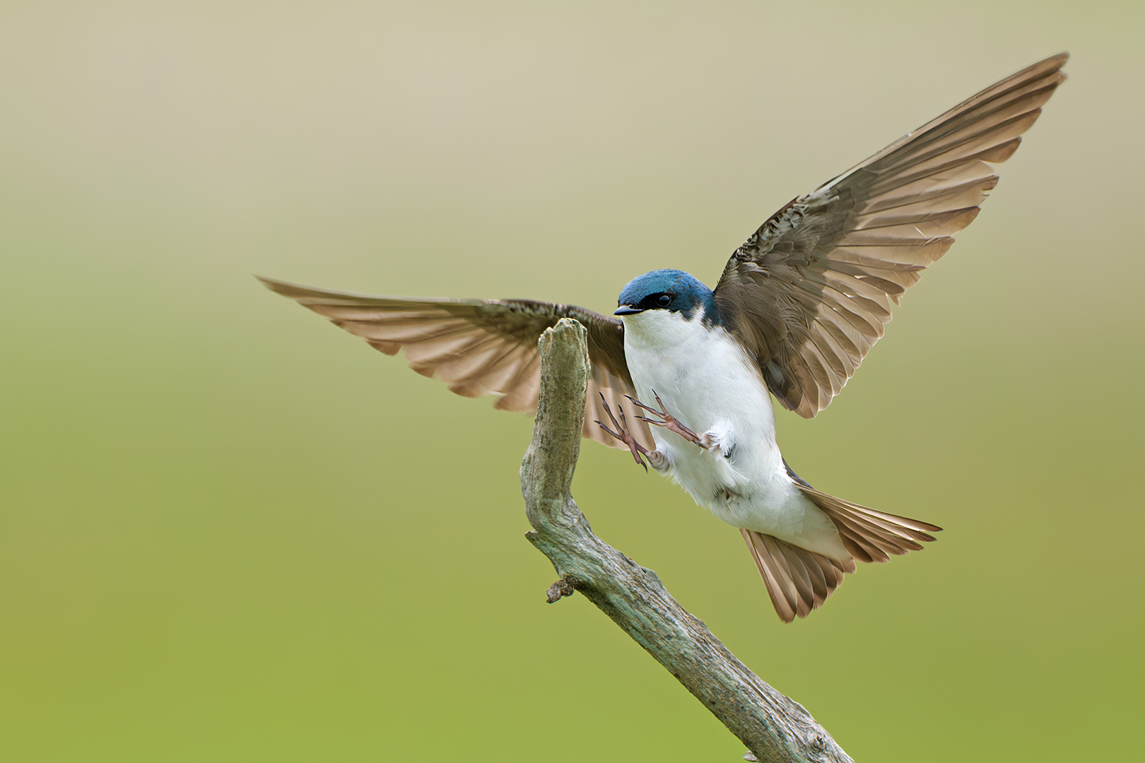 Tree Swallow behavioral set - Nature & Wildlife - Photography - FM Forums
